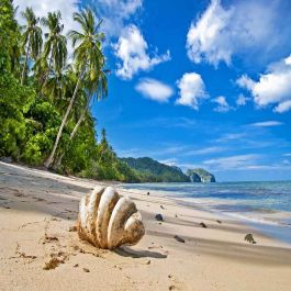 Shell Beach Prom Dances Party Wedding Events Decoration Ocean Theme ...